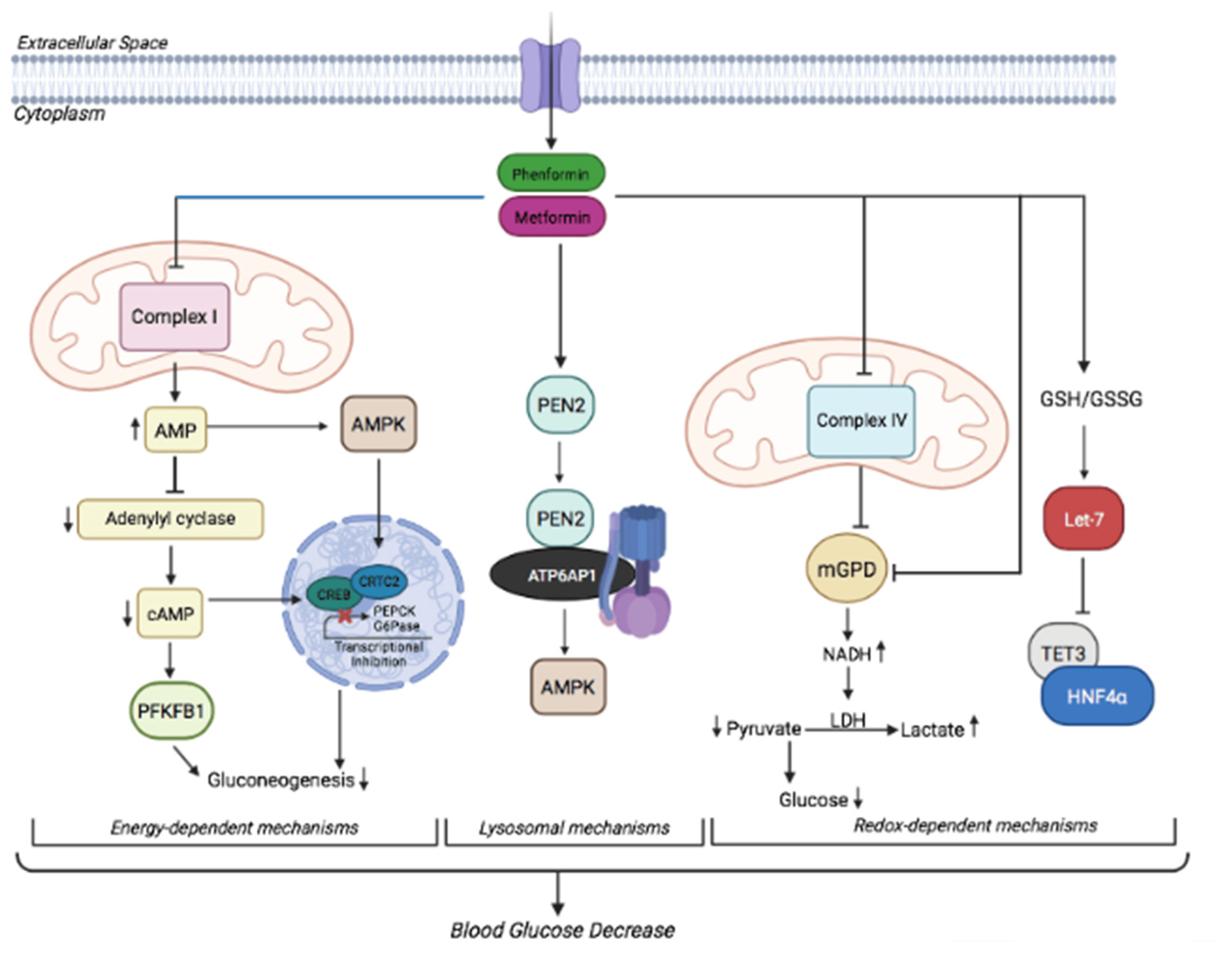 What is Biguanide? - MEDICINE FOR WORLD