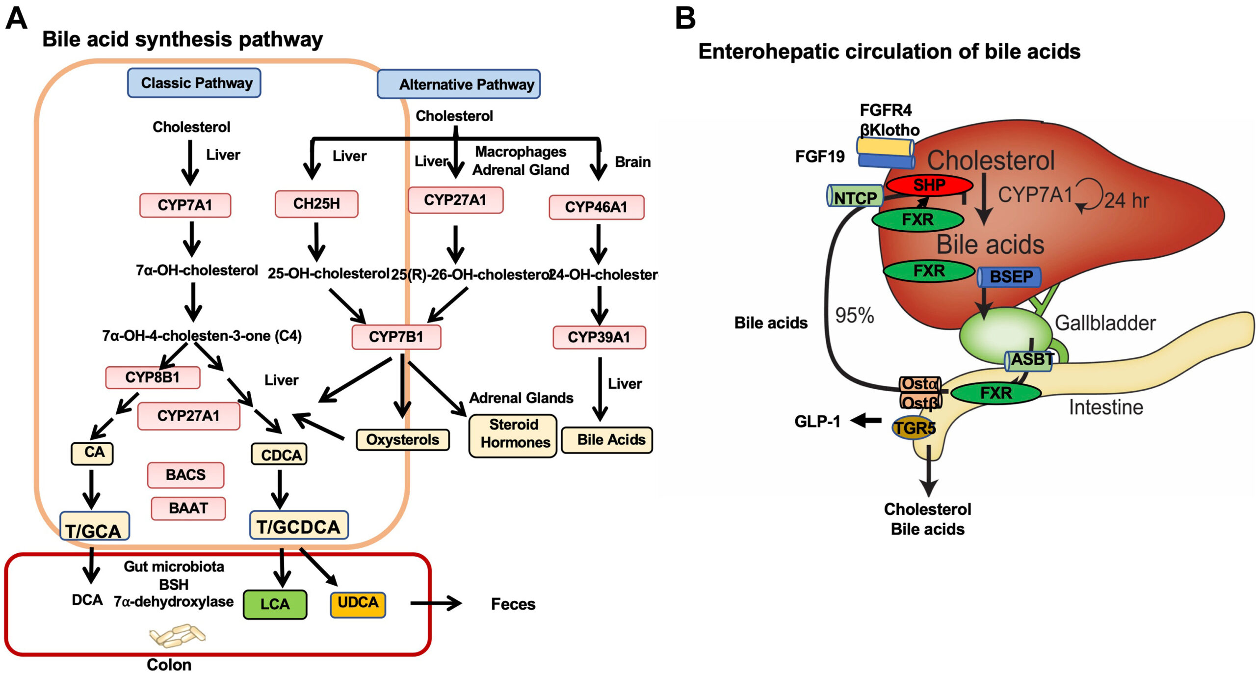 What is Bile Acids? - MEDICINE FOR WORLD