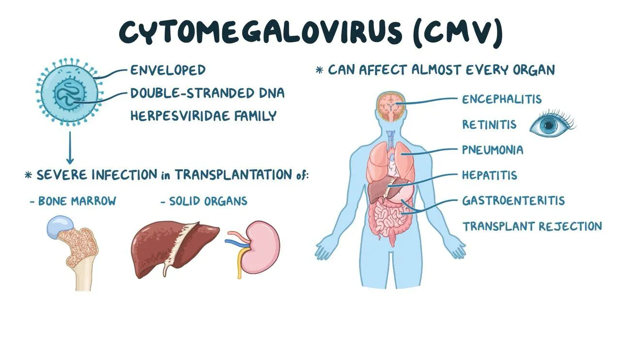 What is Cytomegalovirus? - MEDICINE FOR WORLD